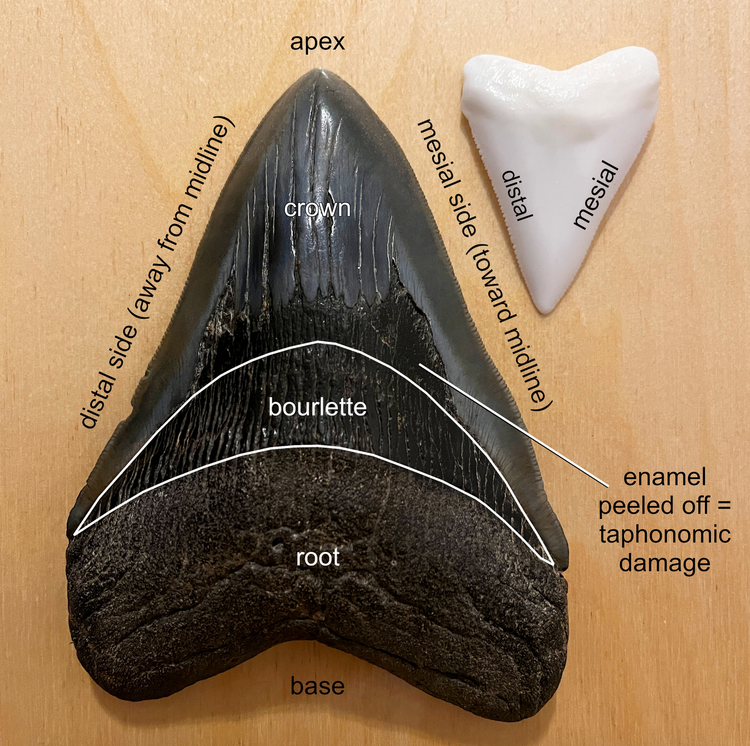 A quick guide to identifying Megalodon teeth – The Shark Tooth Company